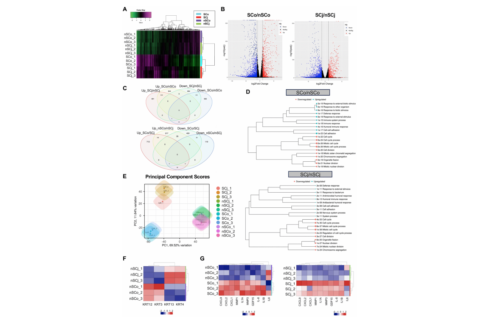 Genetic Profiles Of Senescent Corneal And Conjunctival Epithelial Cells